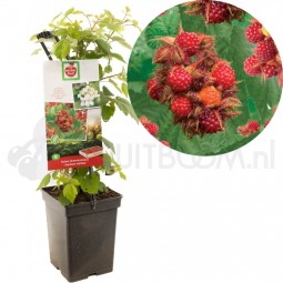 Fruitbomen en planten